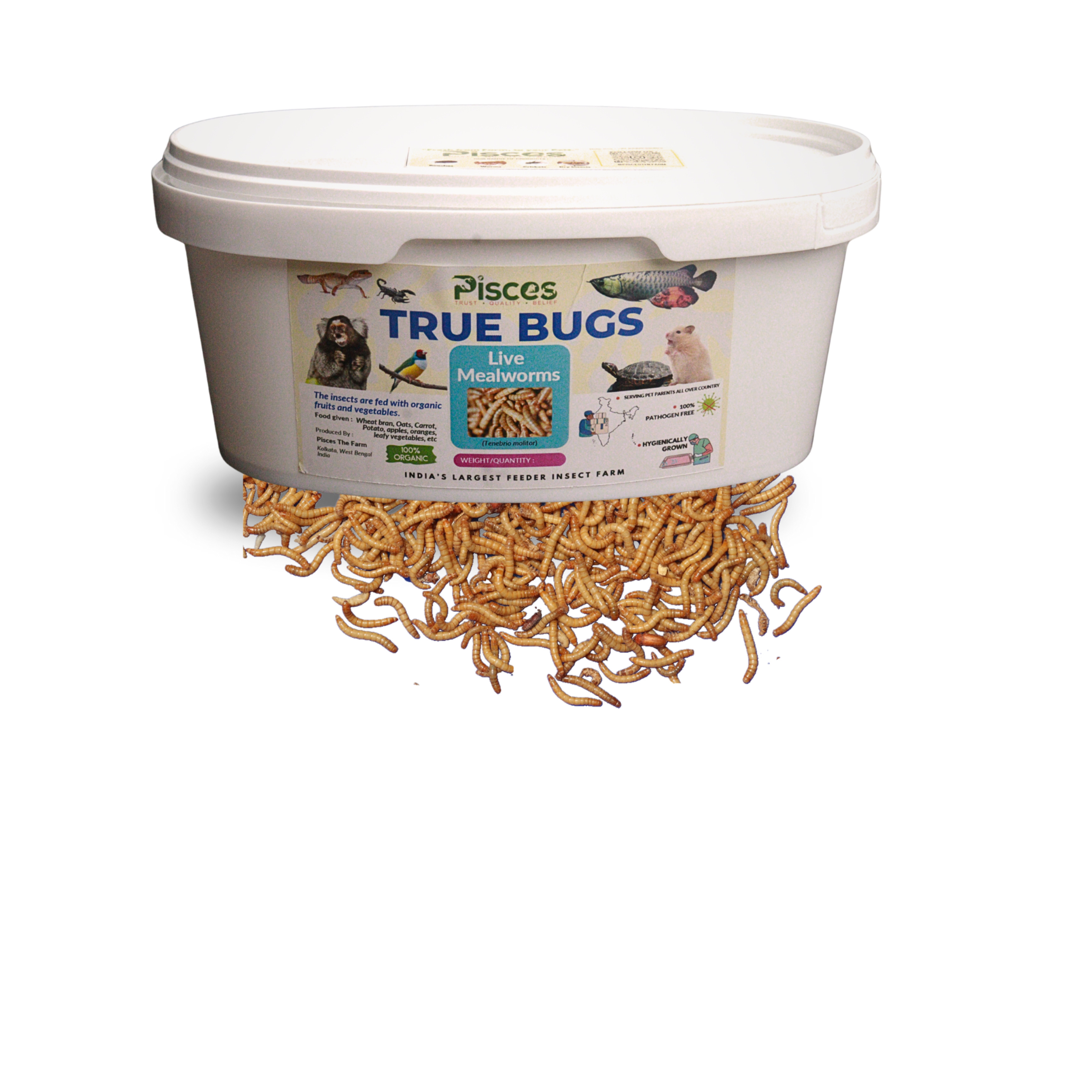 TRUE BUGS LIVE MEALWORMS (25GM BOX) 300+ pcs - Pisces - India"s Largest ...