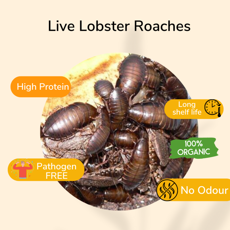 PISCES TRUE BUGS LIVE LOBSTER ROACHES (25 pieces box) - Pisces - India ...